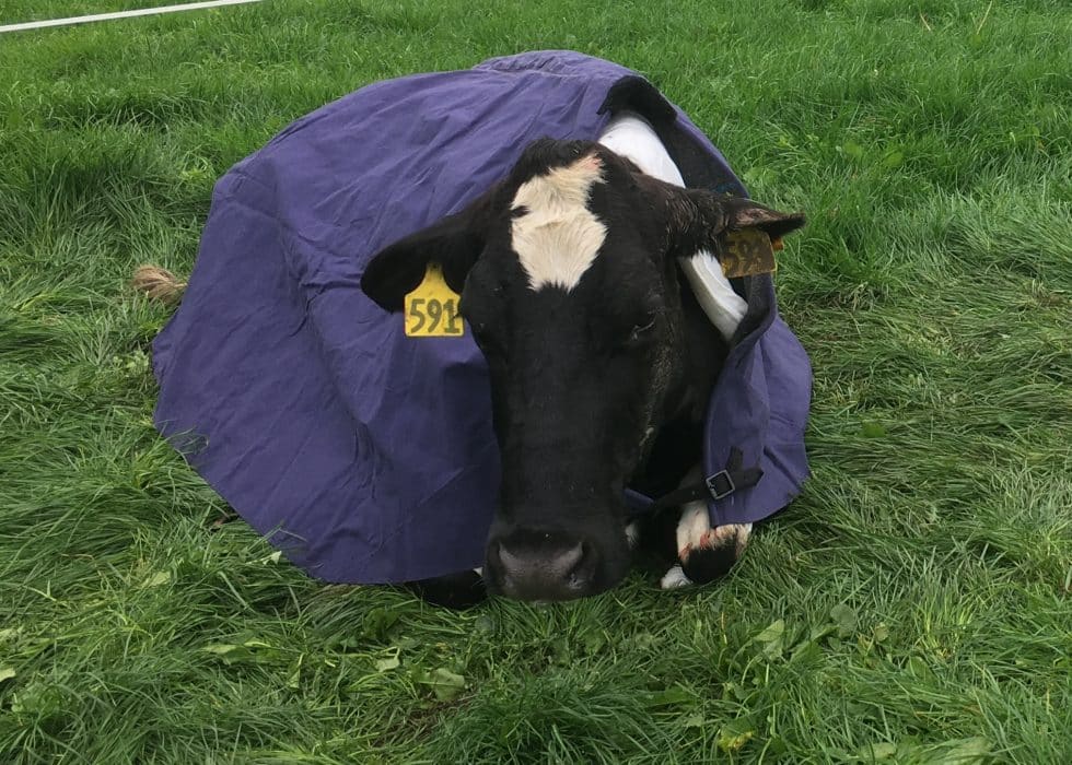 Down cow first aid Anexa