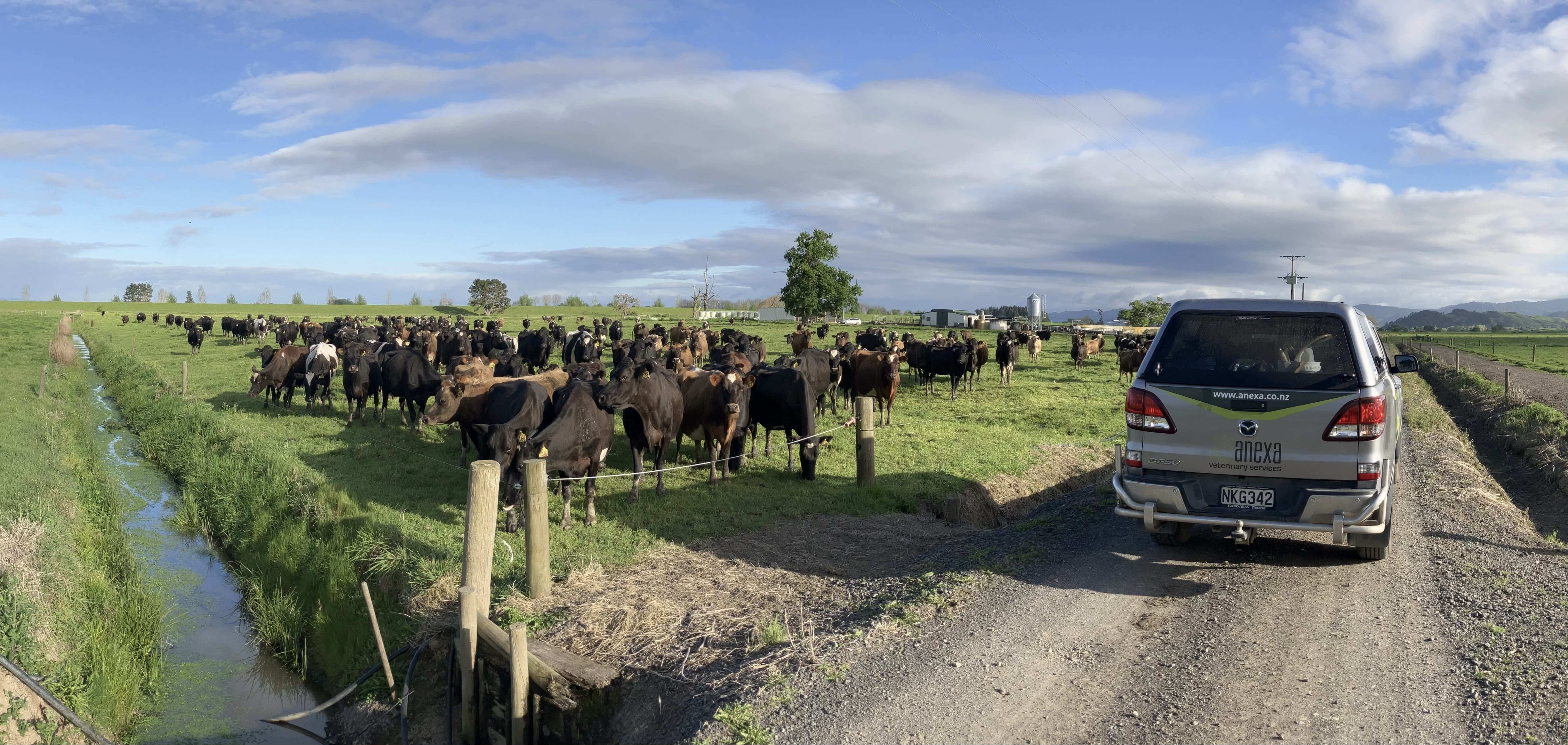 What do my BVD bulk milk results tell me? Anexa